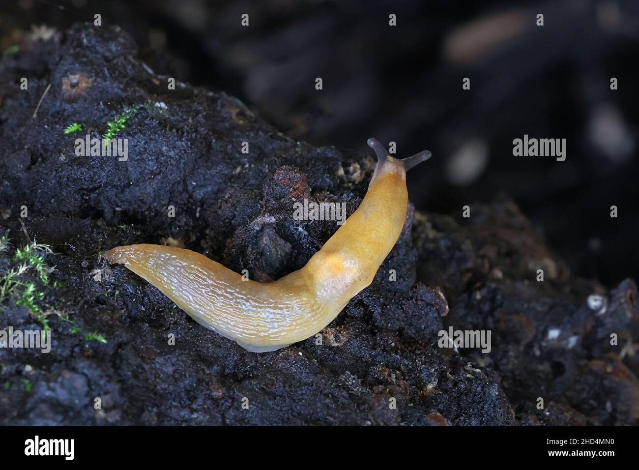 Deroceras agreste, commonly known as arctic field slug, field slug or ...