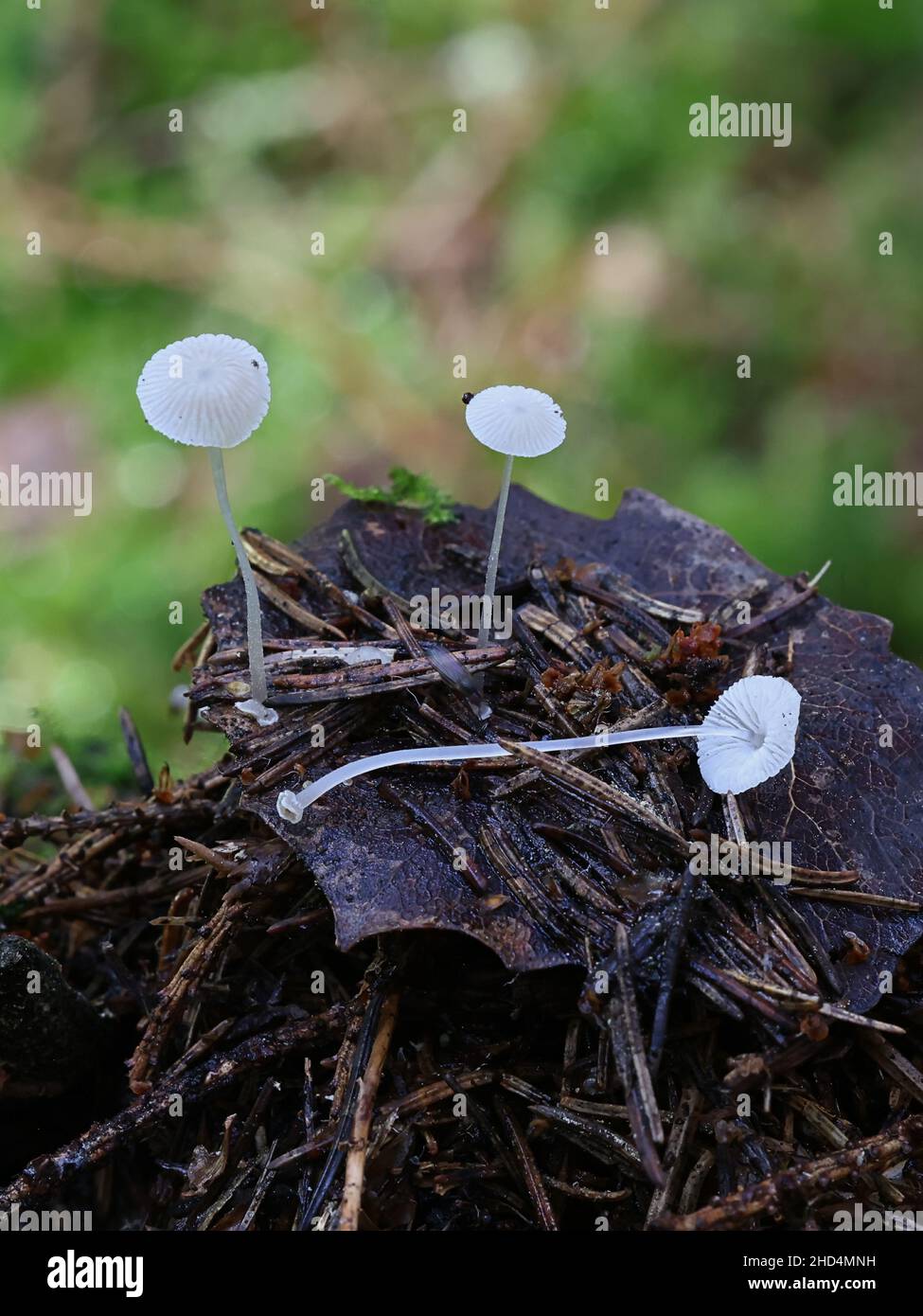 Mycena stylobates, commonly known as the bulbous bonnet, wild mushroom ...