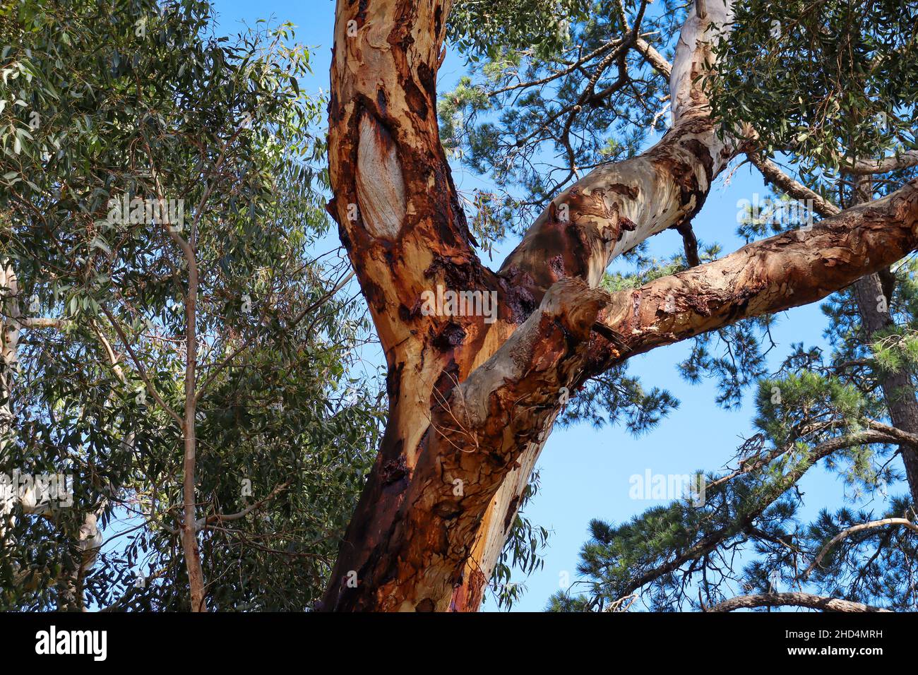 Eucalyptus tree canopy hi-res stock photography and images - Alamy