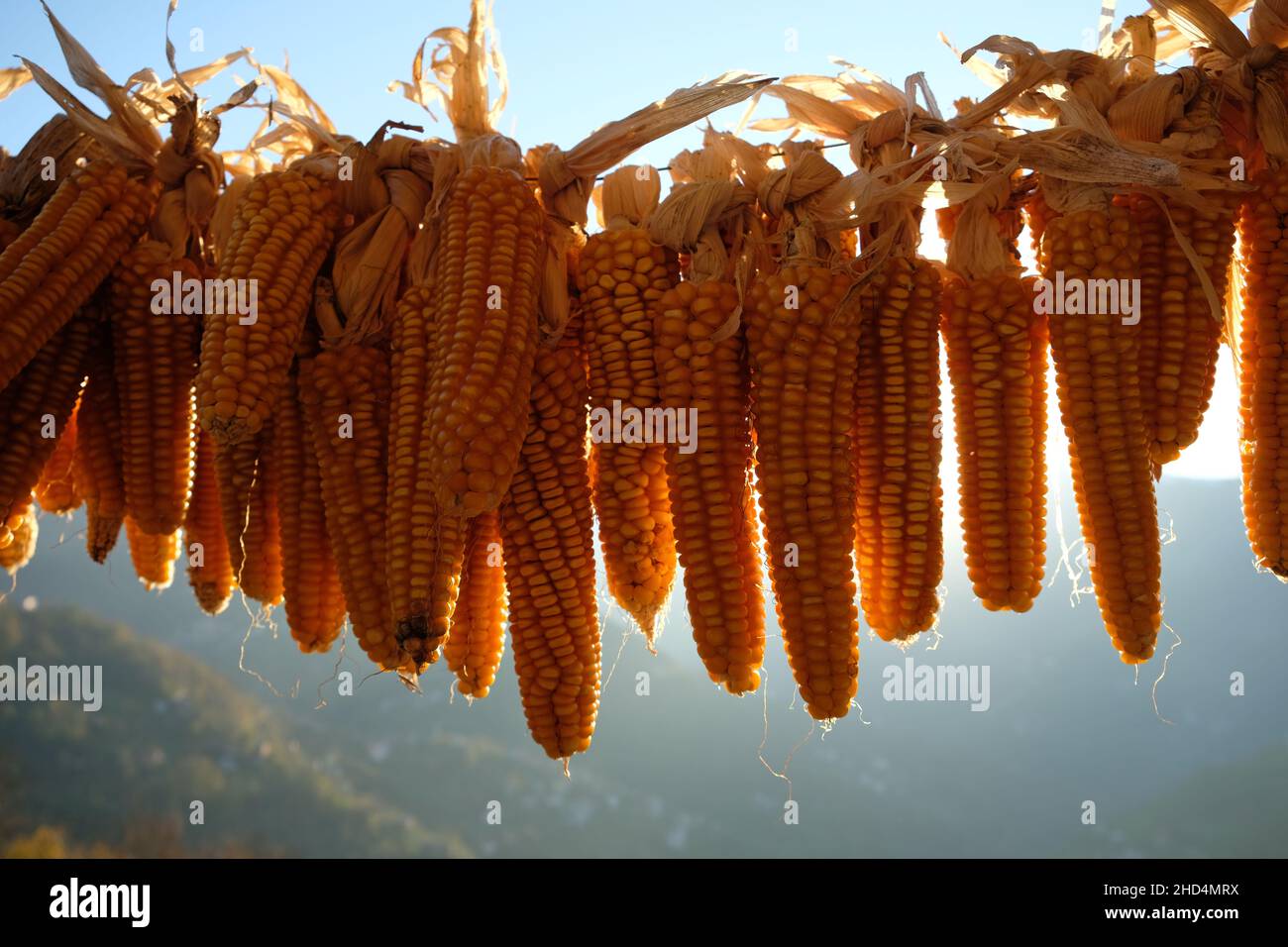 corn cobs hung in suitable places of houses to dry in the eastern black ...