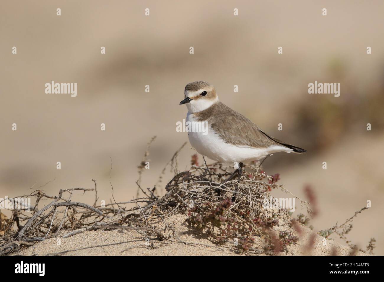 Male has a rufous head to nape in breeding plumage hi-res stock ...