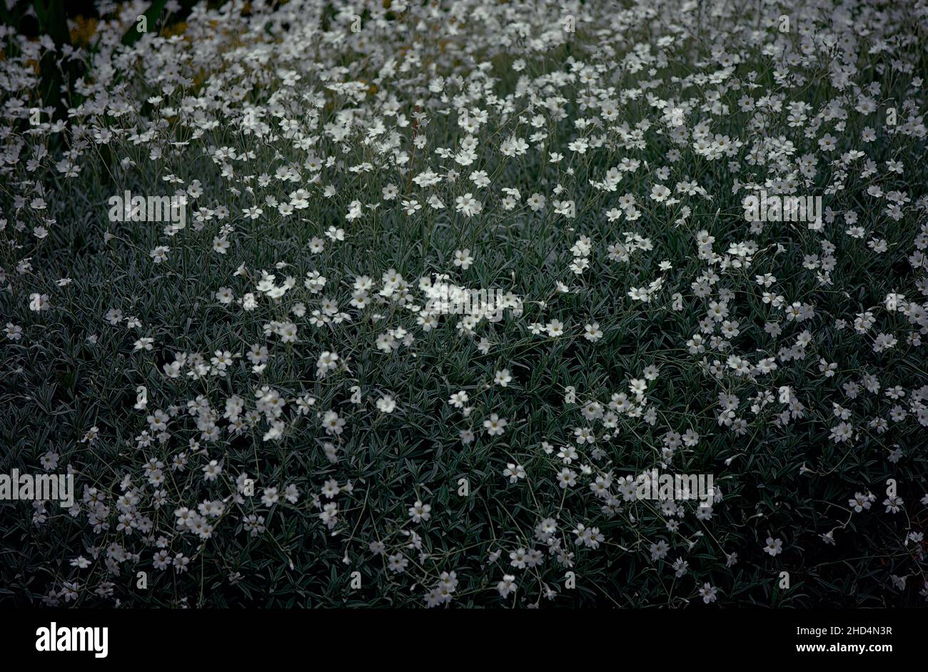 Dramatic dark field with white flowers Stock Photo - Alamy