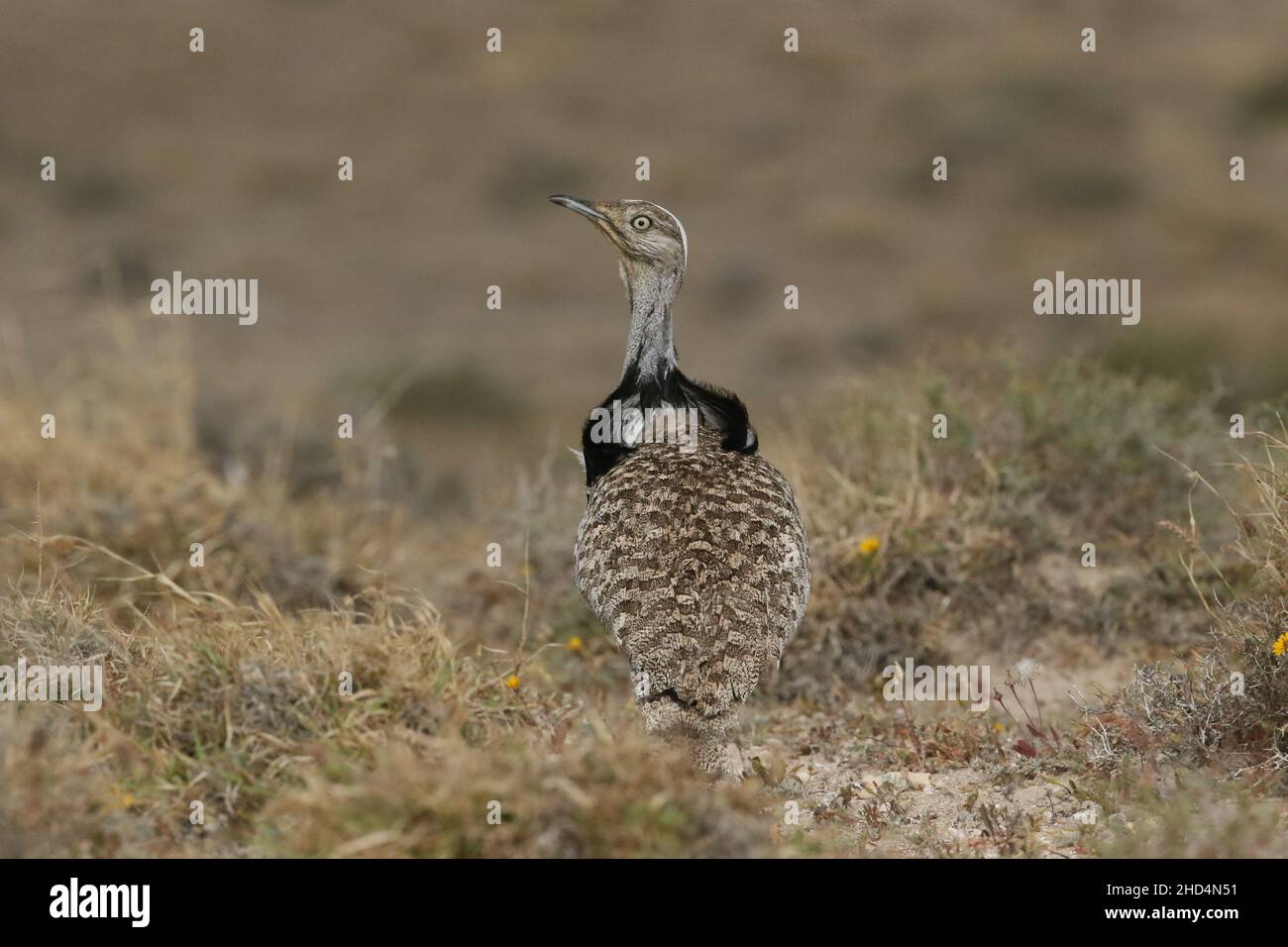 Houbara bustard on the plains of Lanzarote where they are protected by ...