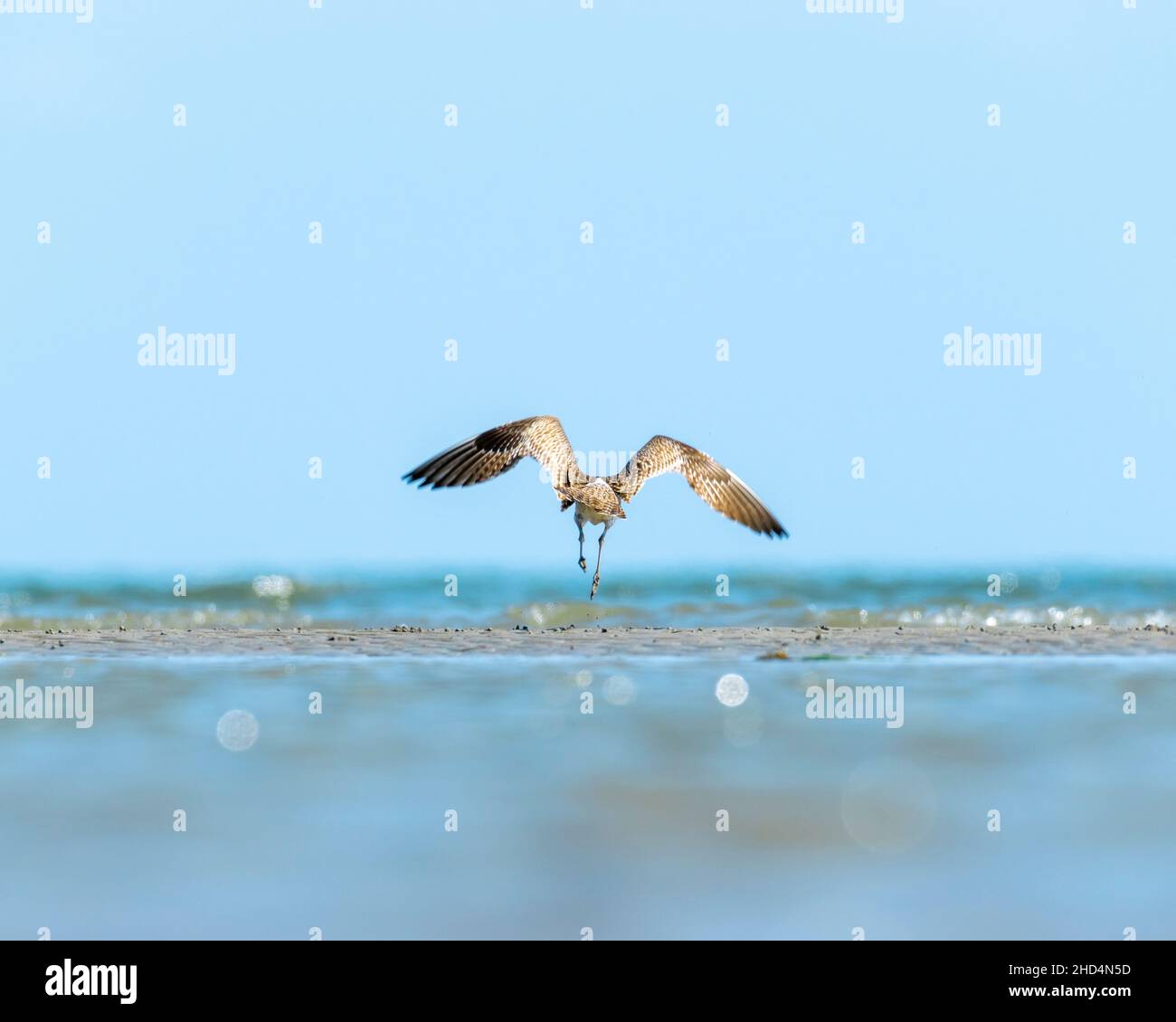 Selective focus of a bird opening its wings ready to fly with a blurry ...