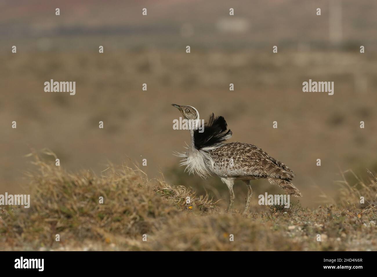 Houbara bustard on the plains of Lanzarote where they are protected by ...