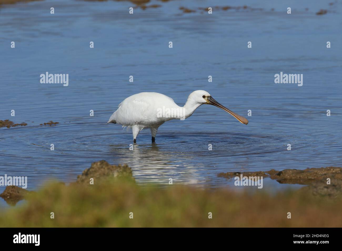 Adult breeding plumage nape plumes hi-res stock photography and images ...