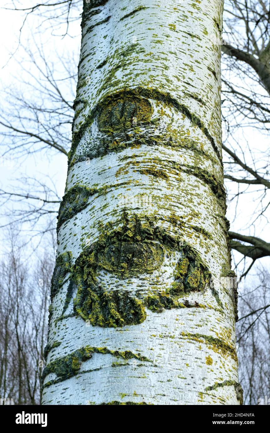 Rope like plant hi-res stock photography and images - Alamy
