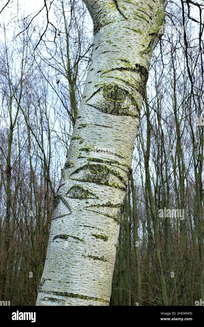 Tree knots hi-res stock photography and images - Alamy