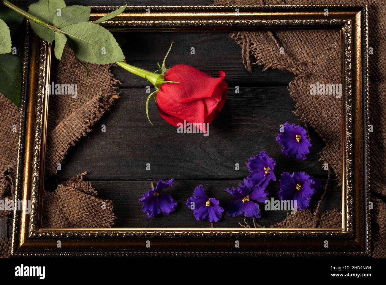 In a beautiful frame, pieces of canvas, a red rose and violets on a ...