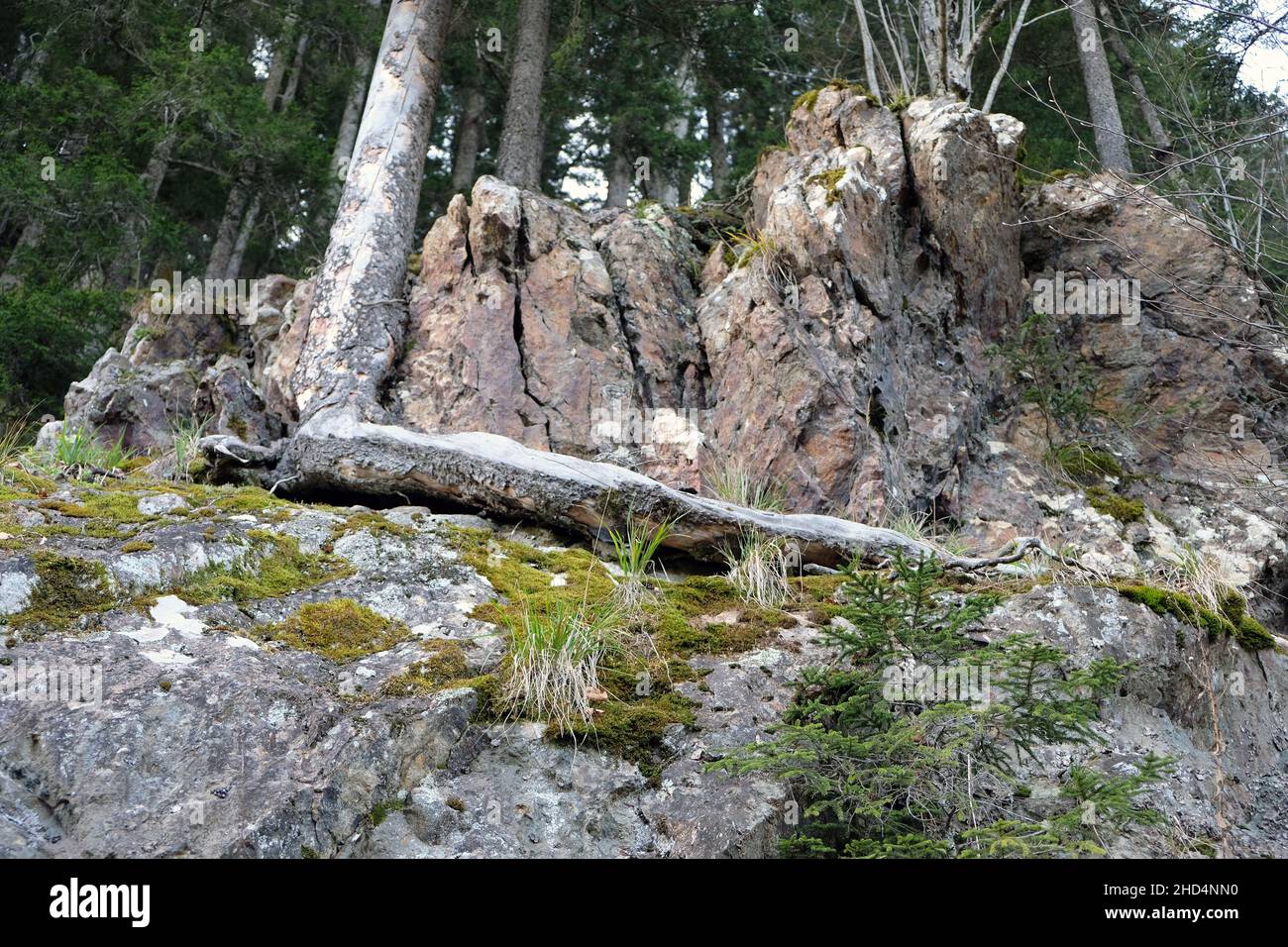 interesting trunk structures in the eastern spruce Stock Photo - Alamy
