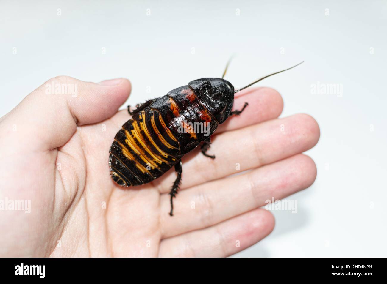 A Picture Of Cockroach Attack