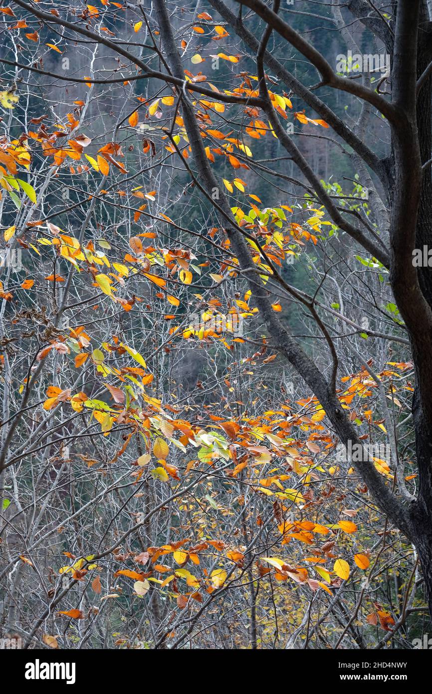 Kayin hi-res stock photography and images - Alamy