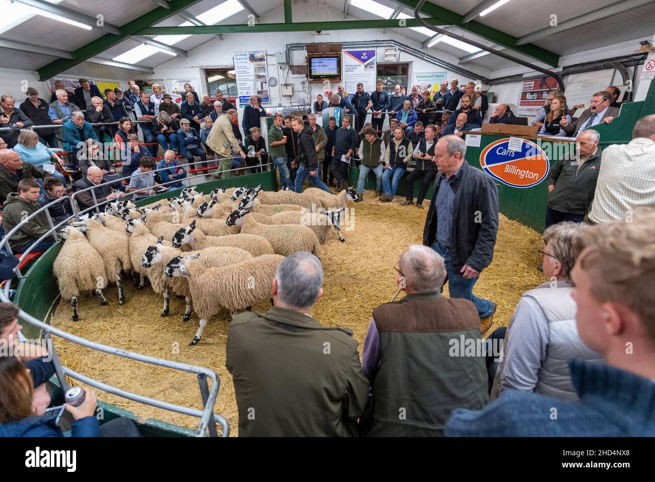 Selling mule gimmer lambs at a breeding sale. Hawes Livestock Auction ...