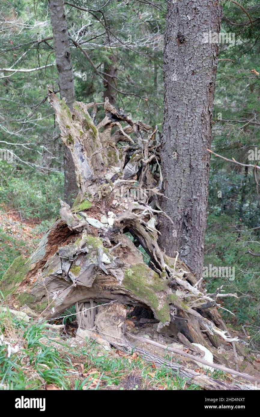 interesting trunk structures in the eastern spruce Stock Photo - Alamy