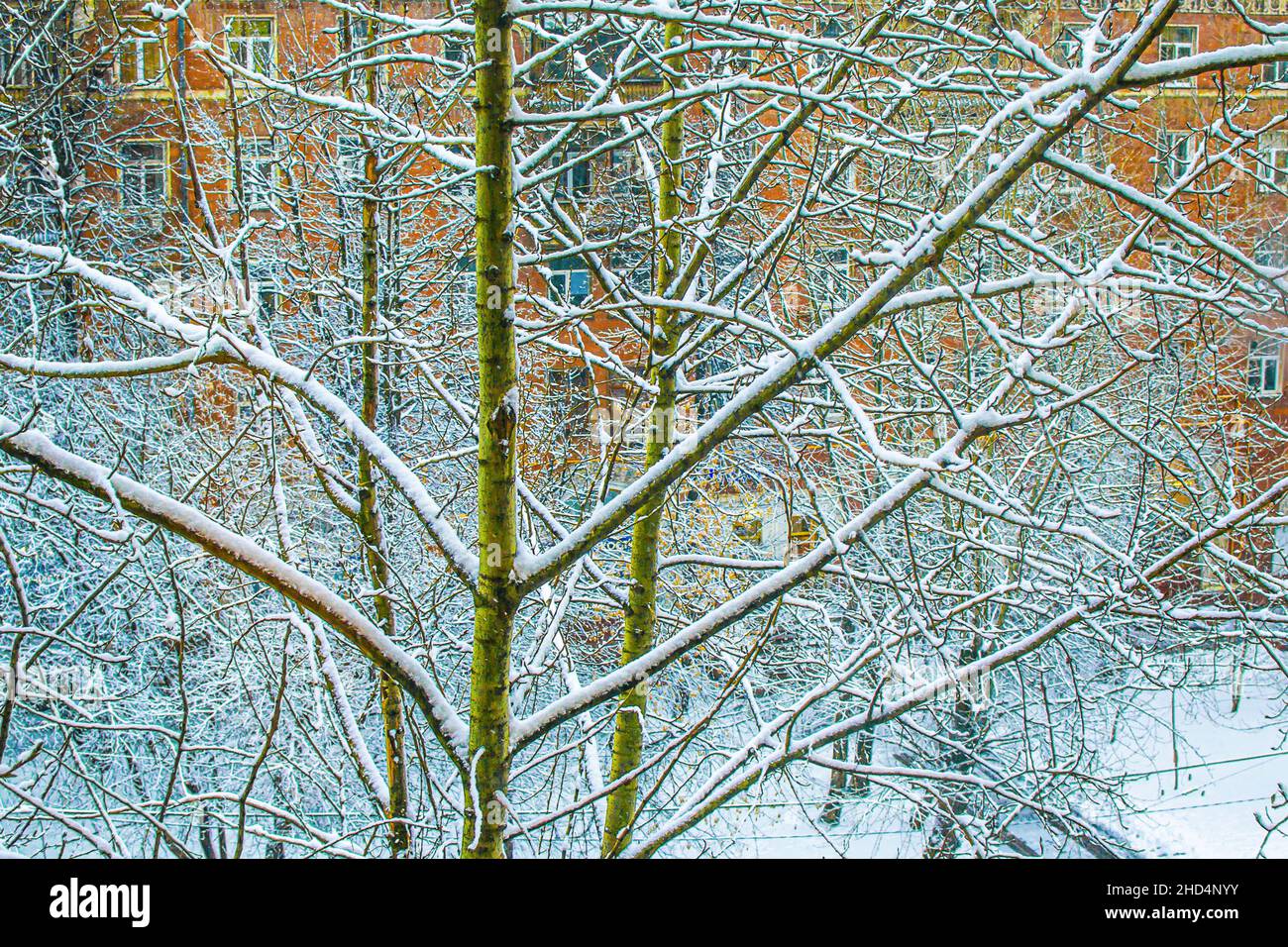 Snowy tree on facade background, snow in the city Stock Photo - Alamy