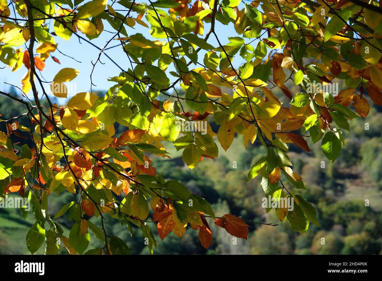 Eastern beech hi-res stock photography and images - Alamy