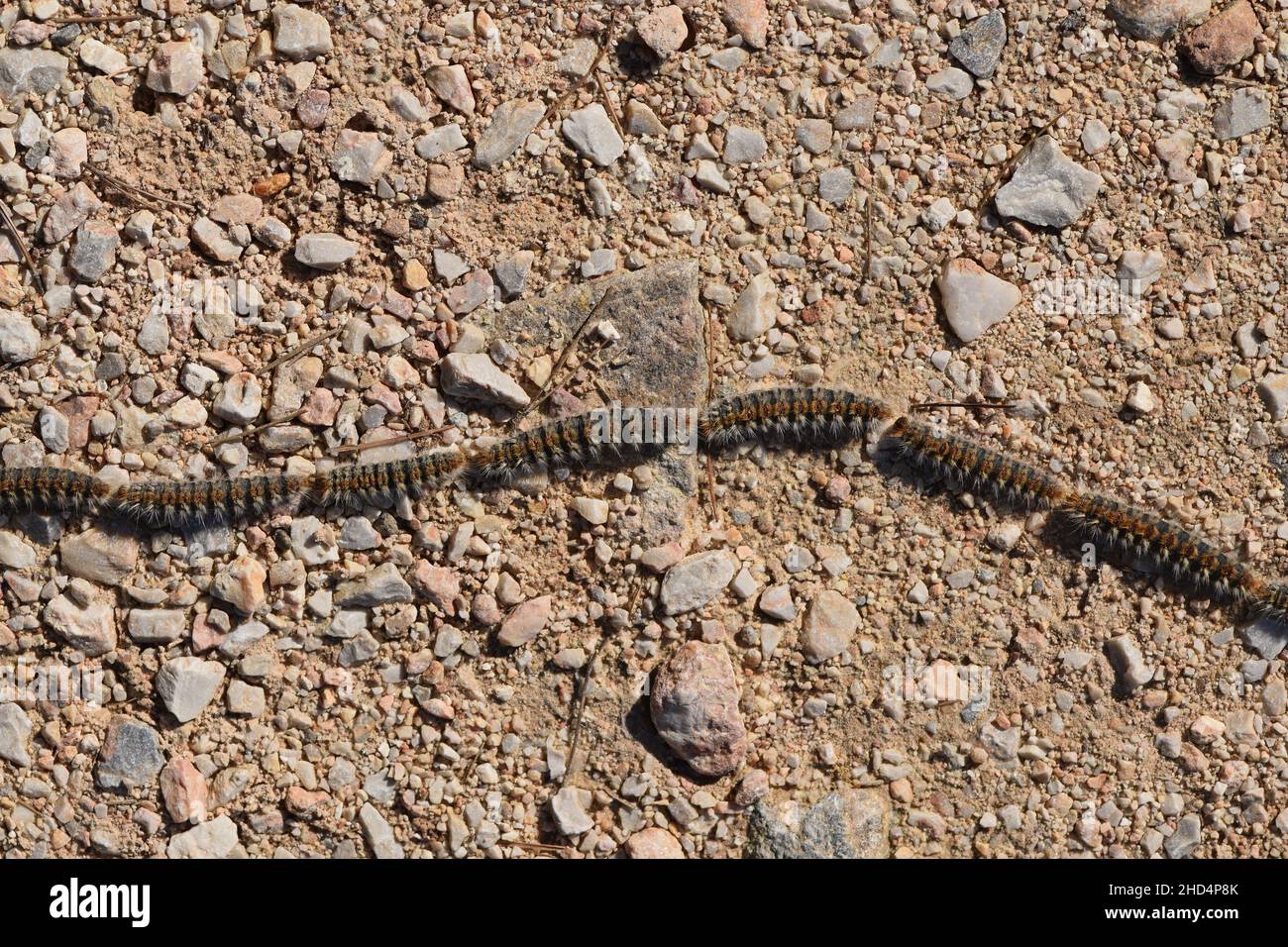 Caterpillar insects marching in line on the ground Stock Photo - Alamy