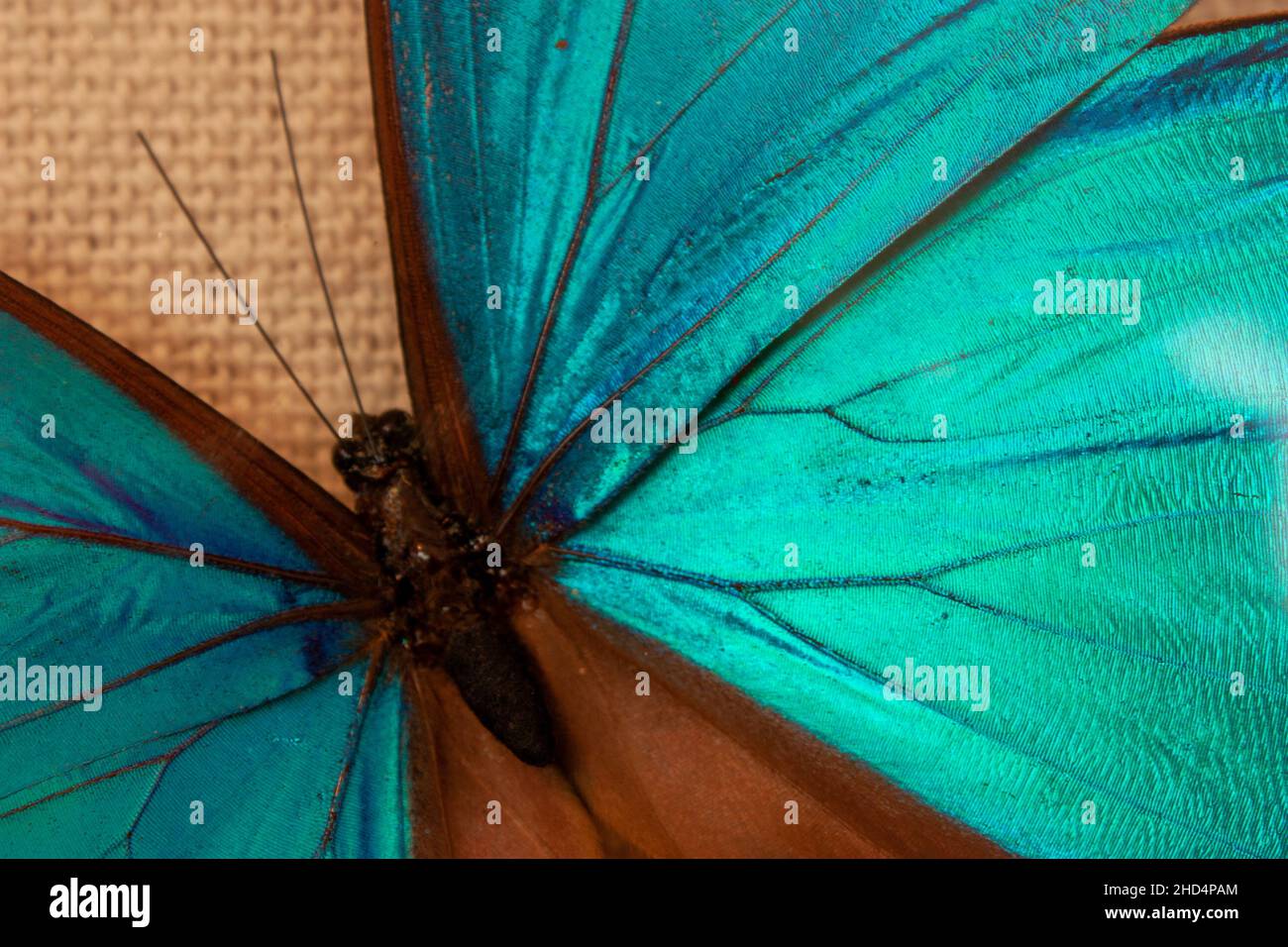 Close-up shot of a beautiful menelaus blue morpho butterfly Stock Photo ...