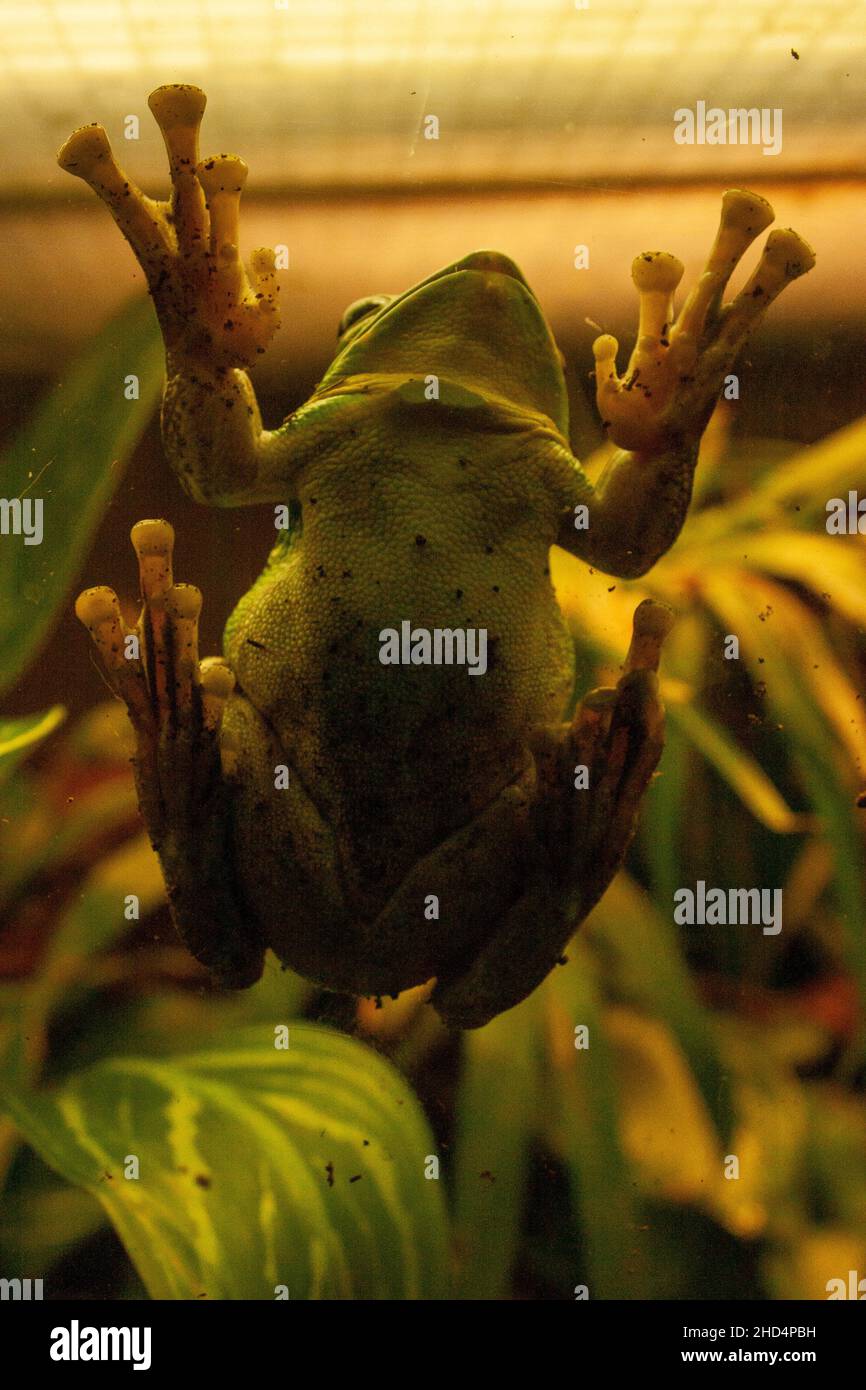 Vertical shot of a frog crawling on the glass window Stock Photo - Alamy