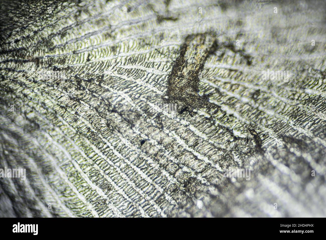 Natural marine fish scale under a microscope, fish scale close up Stock ...