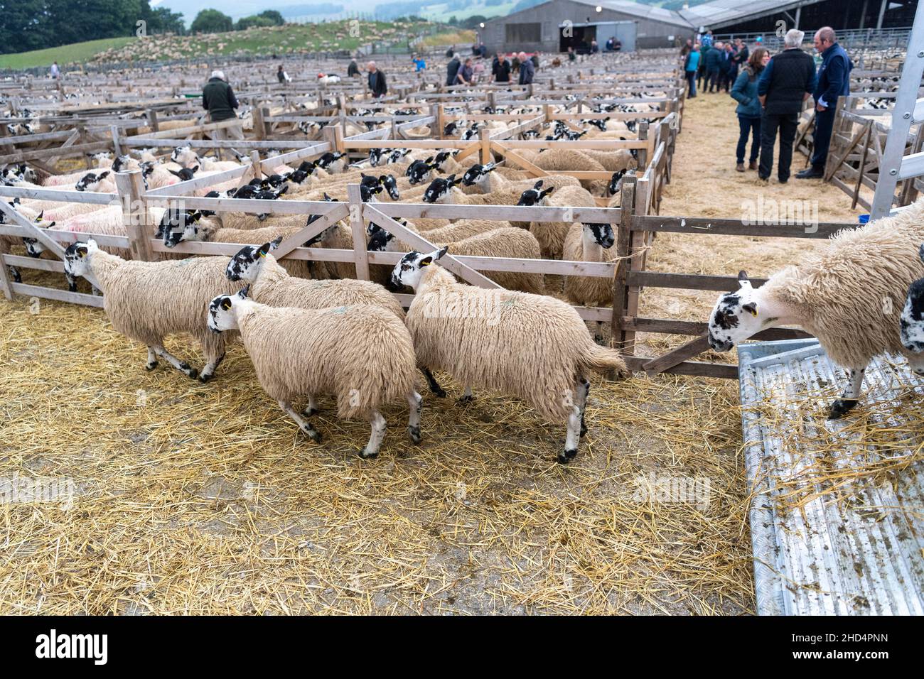 Sheep unloading of a livestock trailer at the Hawes mule gimmer lamb ...