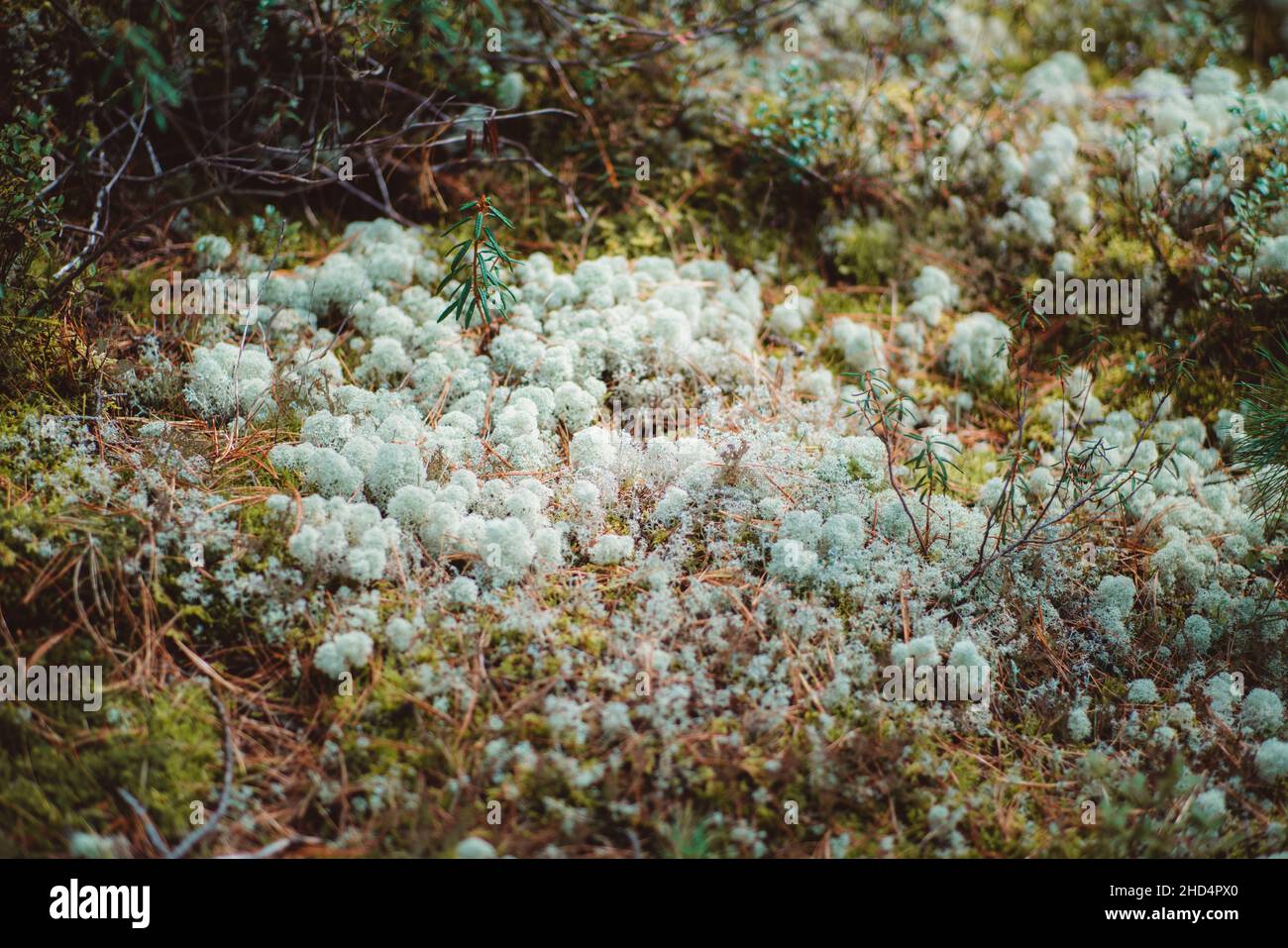 A ground texture of a deep taiga forest thicket covered with conifer ...