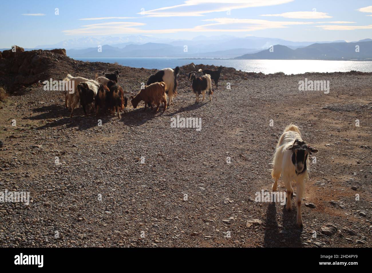 Group of goats hi-res stock photography and images - Alamy