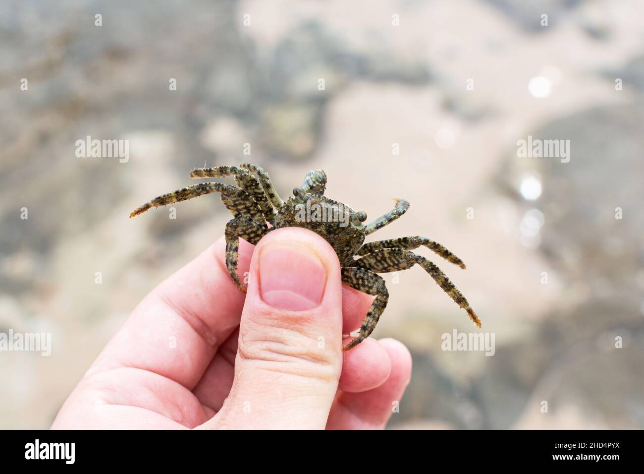 Small brown crab hi-res stock photography and images - Alamy