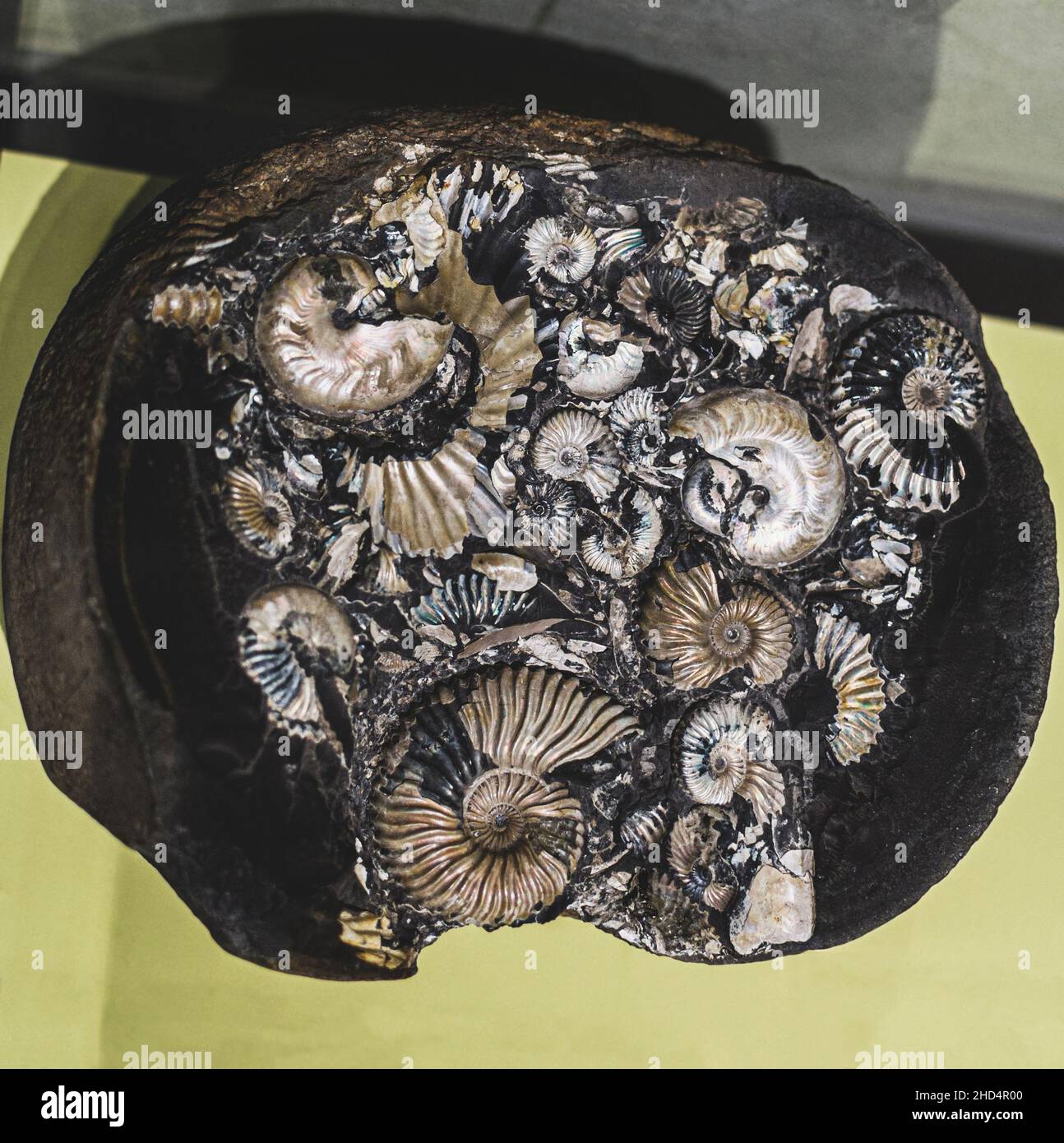 Natural sample of nodular phosphorite split with shells of molluscs ...