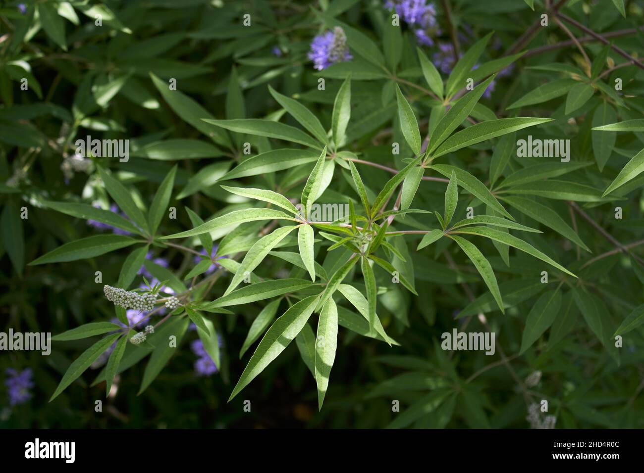 Vitex agnus-castus in bloom Stock Photo - Alamy