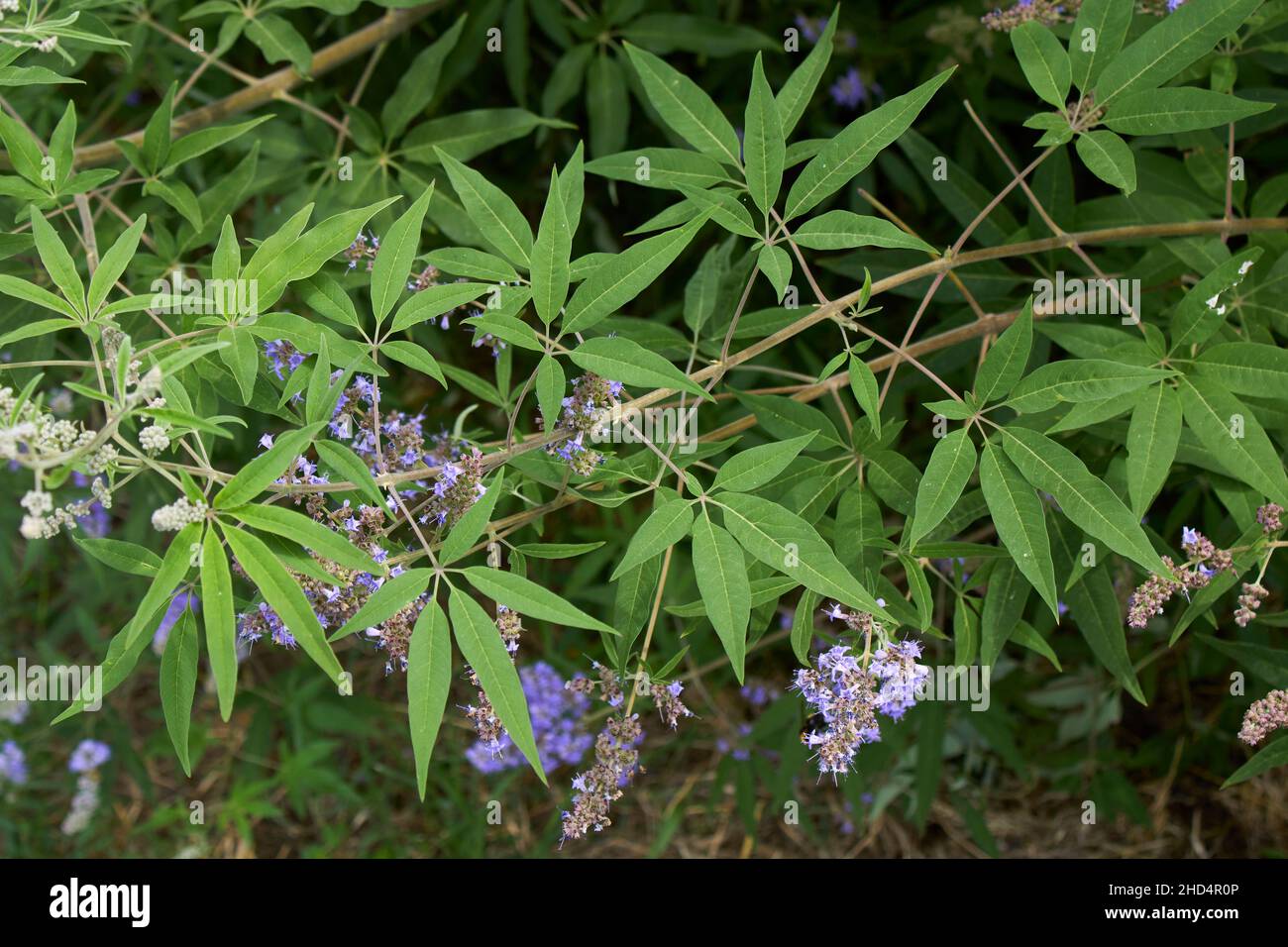 Vitex agnus-castus in bloom Stock Photo - Alamy