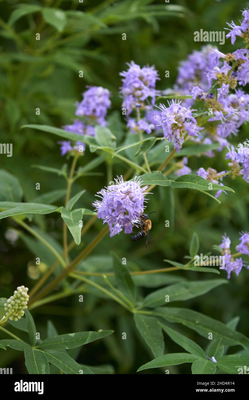 Vitex agnus-castus in bloom Stock Photo - Alamy