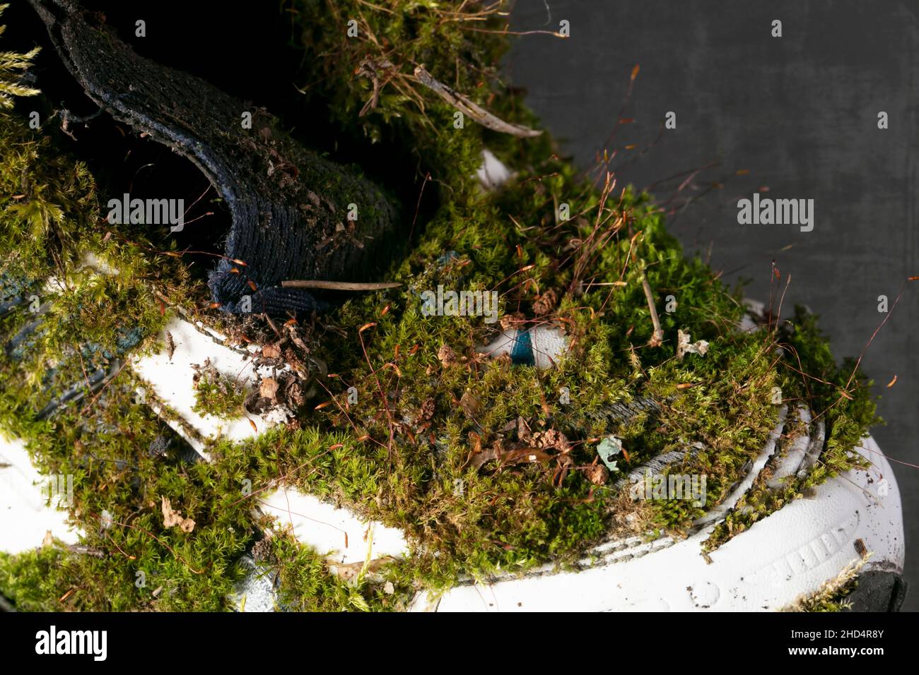 Part of an old sneaker covered with moss. Shoes made from natural ...