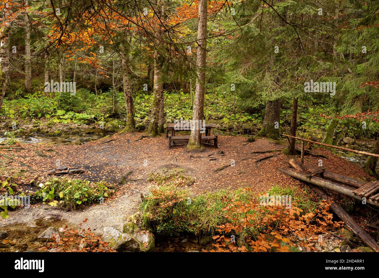 Beautiful natural view of autumn colors in forest with wooden bench and ...