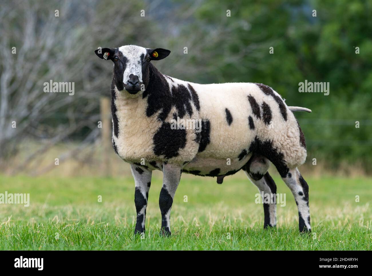 Pedigree Dutch Spotted ram stood in field. Cumbria, UK Stock Photo - Alamy