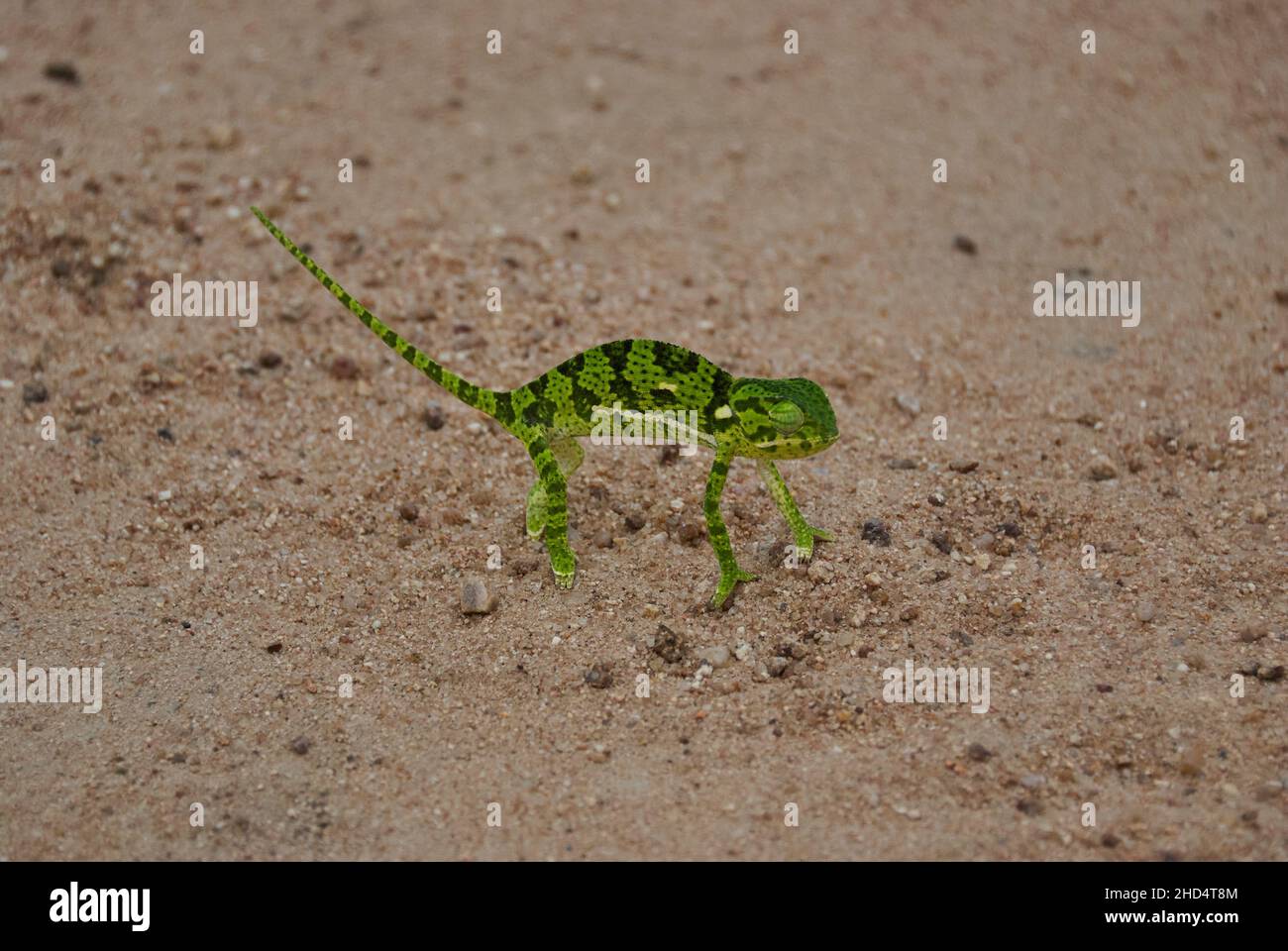Zygodactylous feet hi-res stock photography and images - Alamy