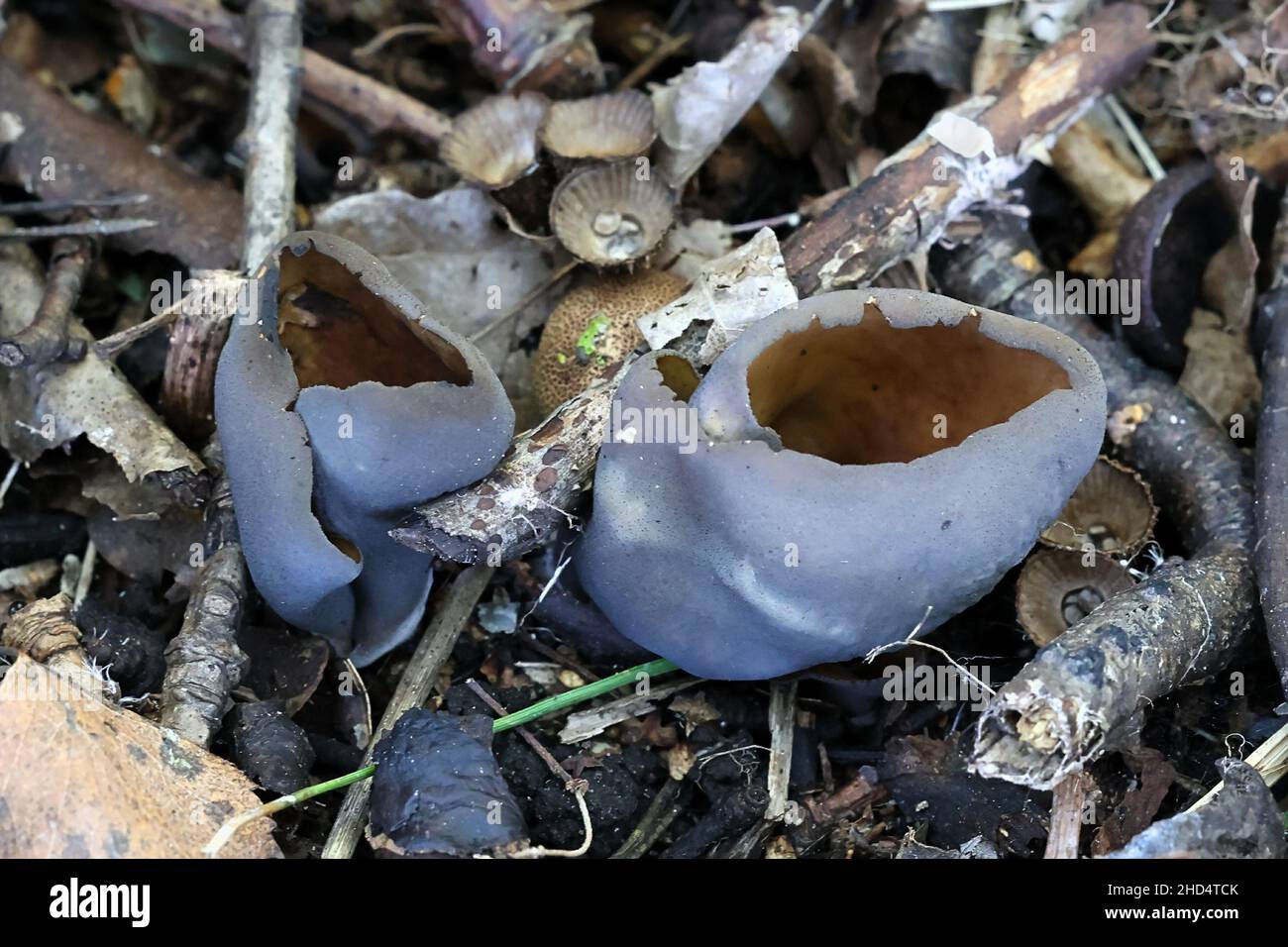 Otidea bufonia, known as split goblet or rabbit-ear cup fungus, wild ...