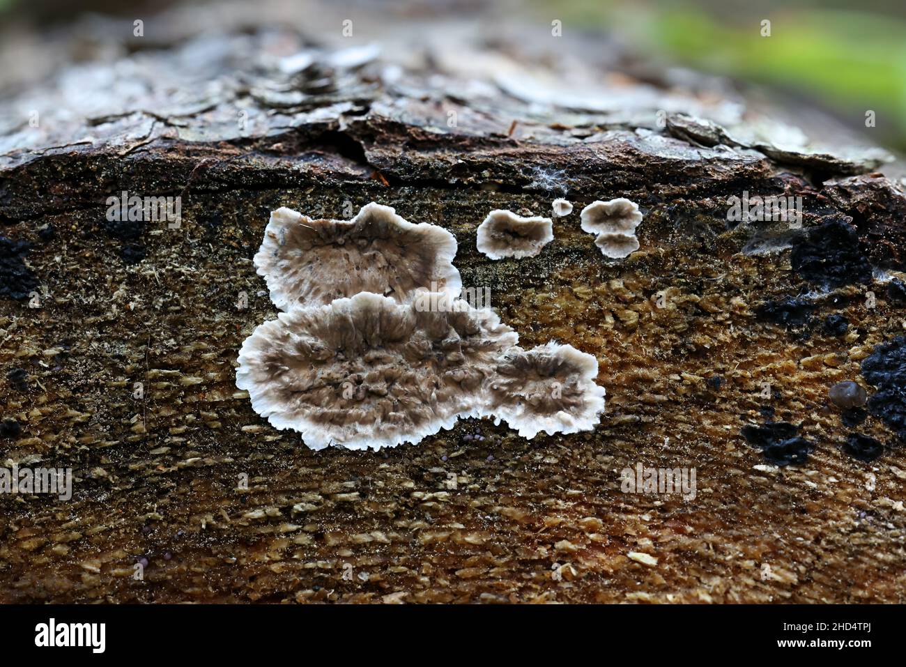 Stereum sanguinolentum, known as bleeding conifer crust, wild fungus ...
