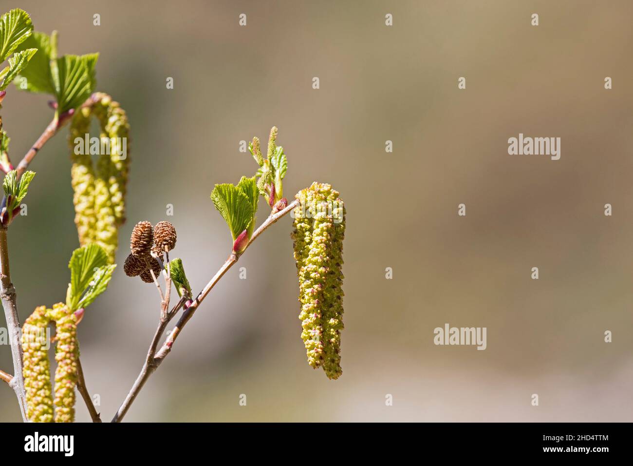 Alnus alnobetula subsp suaveolens hi-res stock photography and images ...