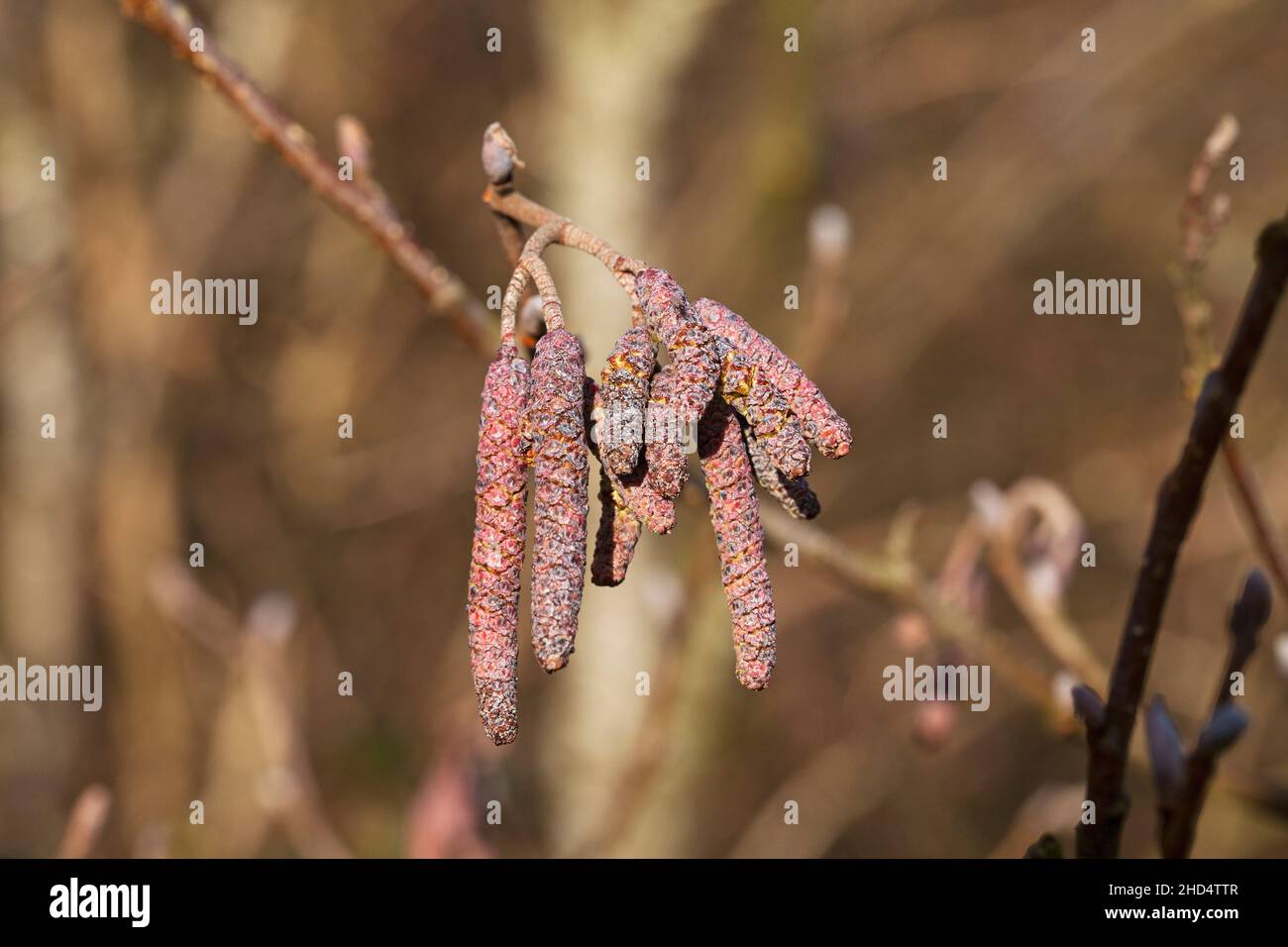 Alder Alnus glutinosa catkins Testwood Lakes Reserve Hampshire and Isle ...