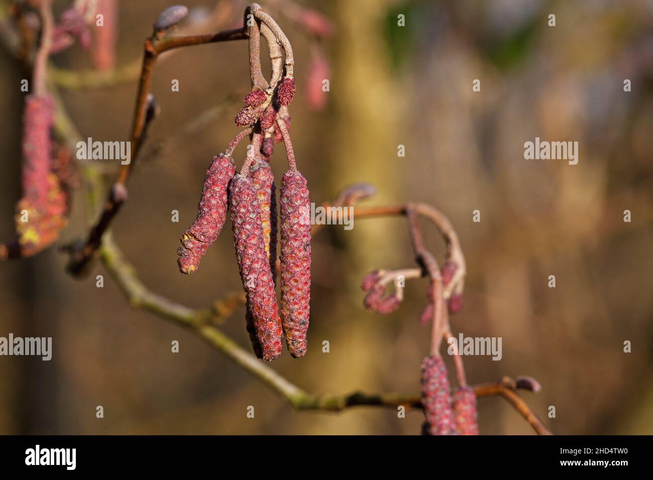 Alder Alnus glutinosa catkins Testwood Lakes Reserve Hampshire and Isle ...