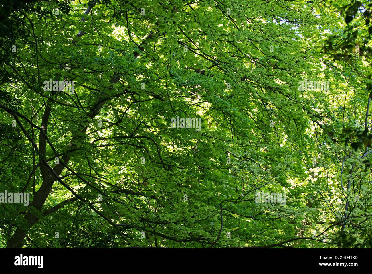 Beech Fagus sylvatica Chappetts Copse Hampshire and Isle of Wight ...