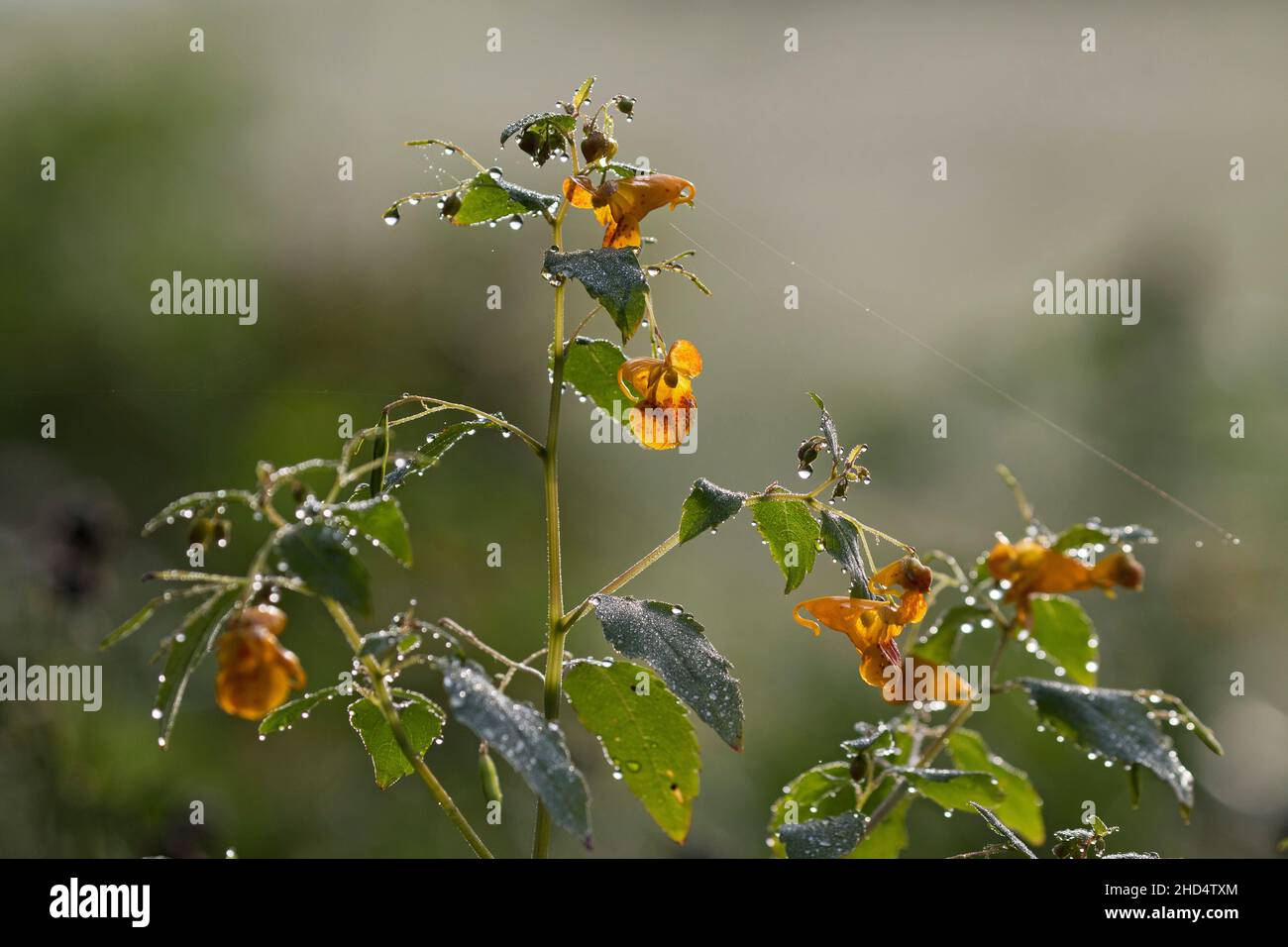 Orange balsam Impatiens capensis with raindrops back lit Rotary Park ...
