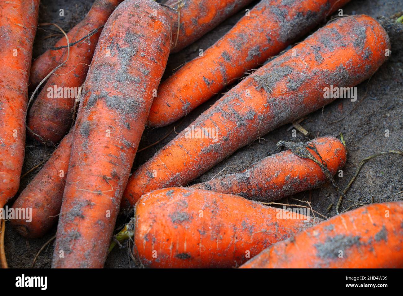 Fresh organic sand carrots with soil for sale at a farmers market Stock ...