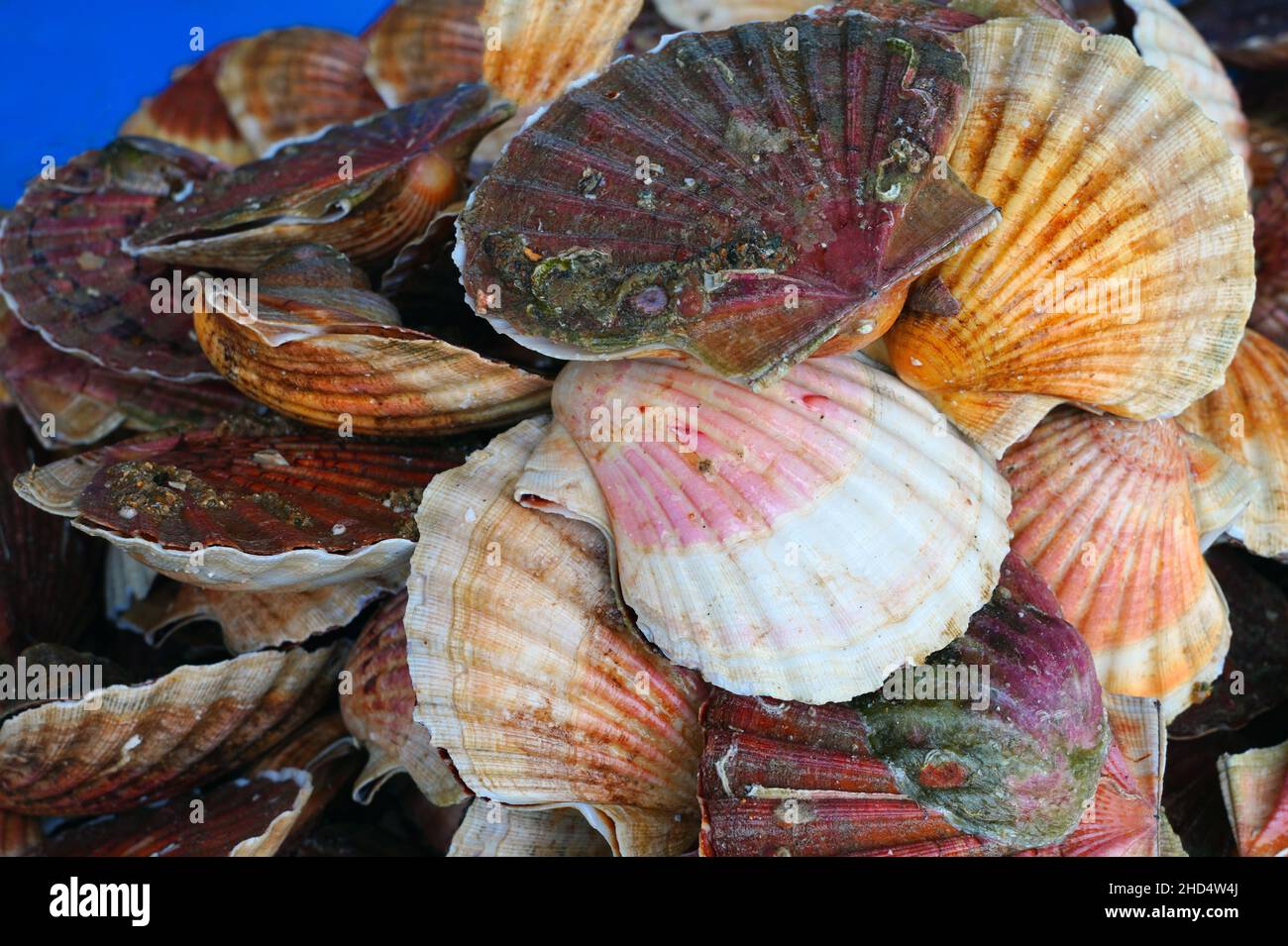 Fresh scallops in the shell at a seafood market in France Stock Photo ...