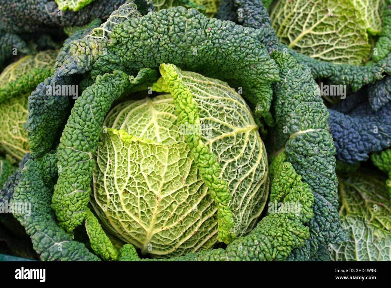 Chou pommé hi-res stock photography and images - Alamy