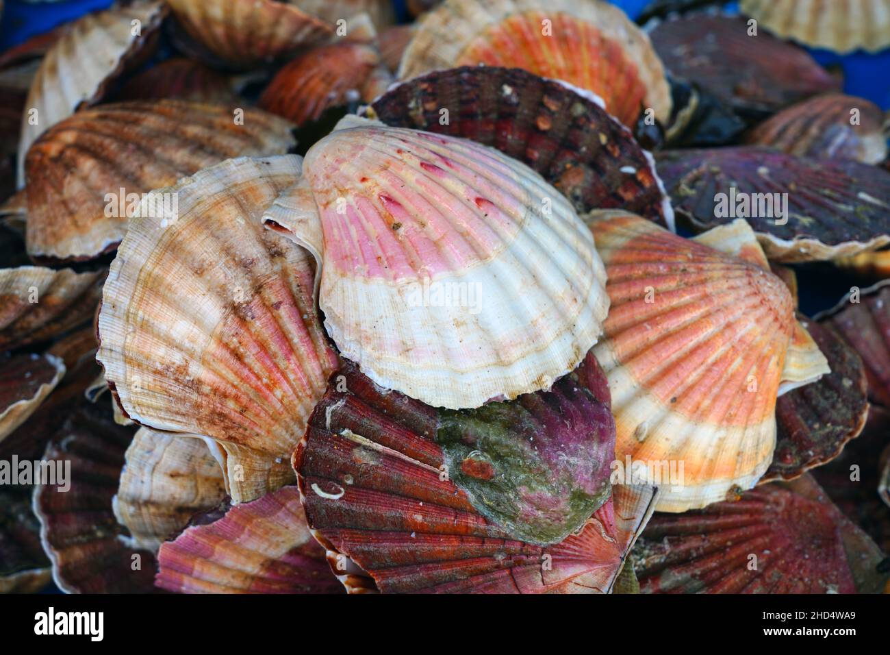 Fresh scallops in the shell at a seafood market in France Stock Photo ...