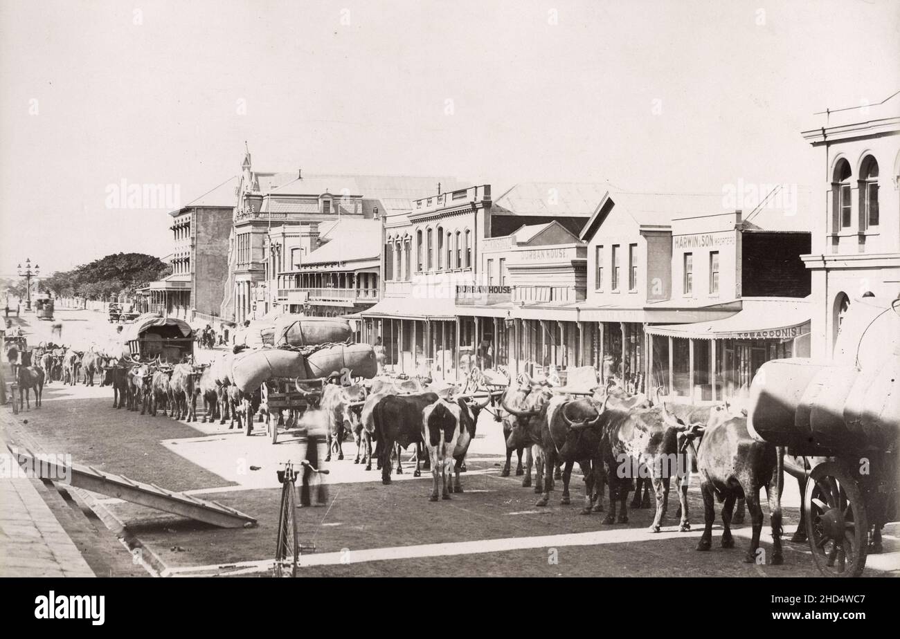 Vintage late 19th century/1900 photograph: Cattle on Main Street ...
