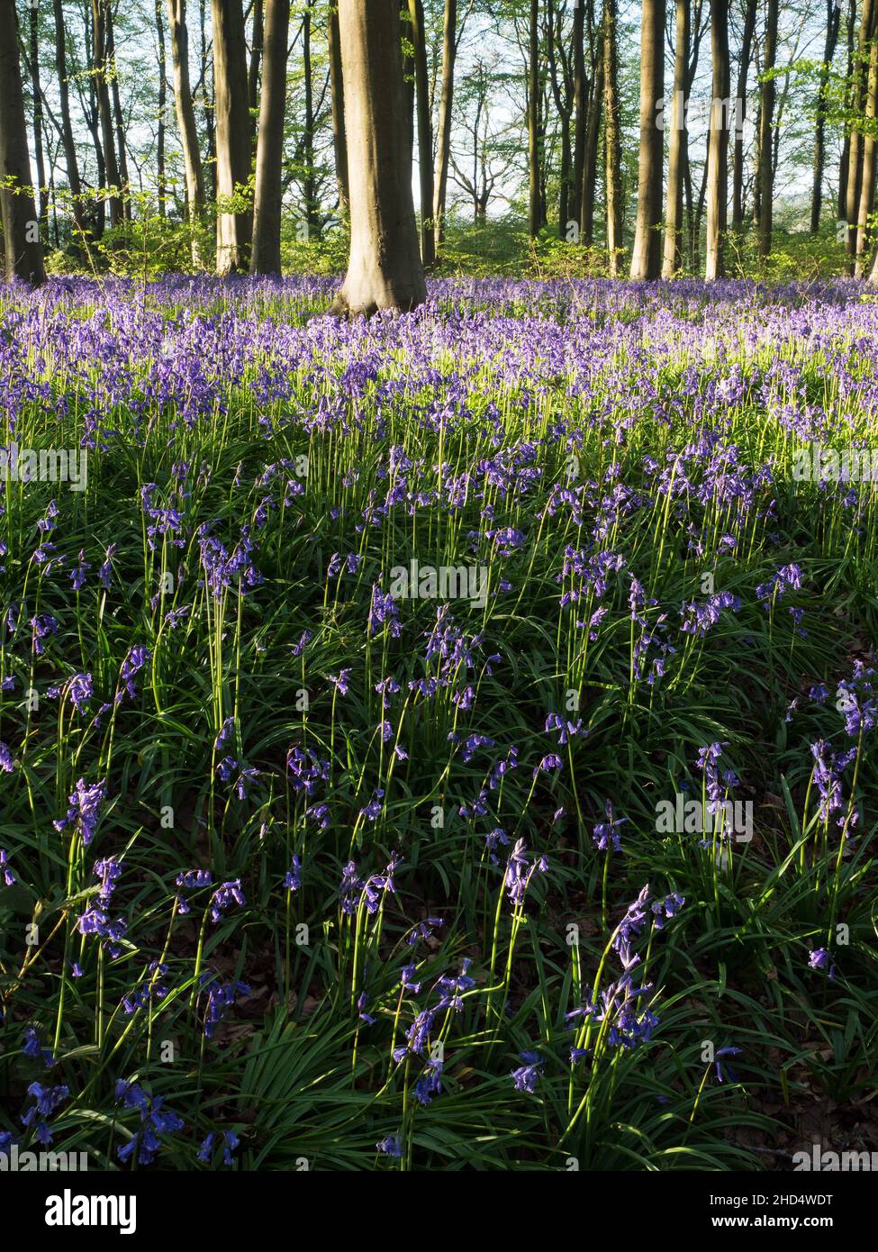 Bluebell Hyacinthoides non-scripta woodland back lit, Itchen Wood ...