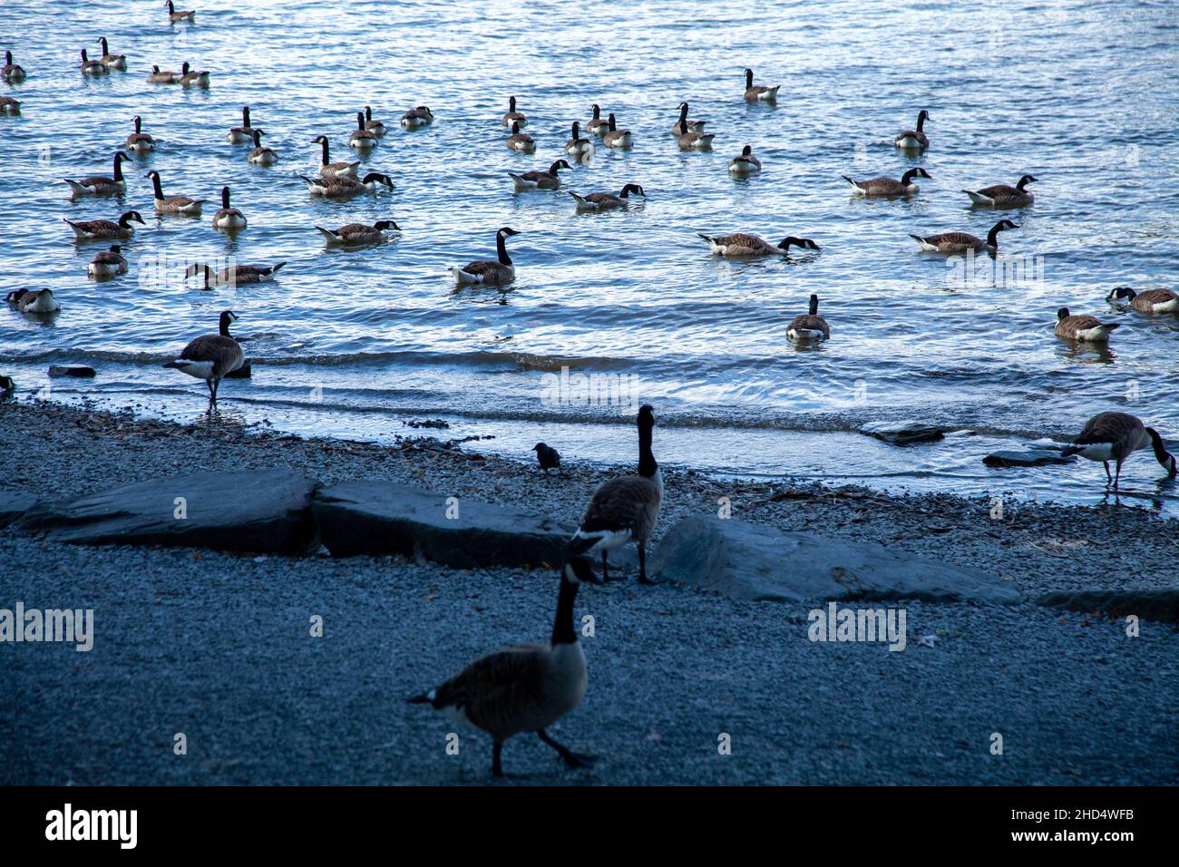 Windermere birds lake district hi-res stock photography and images - Alamy